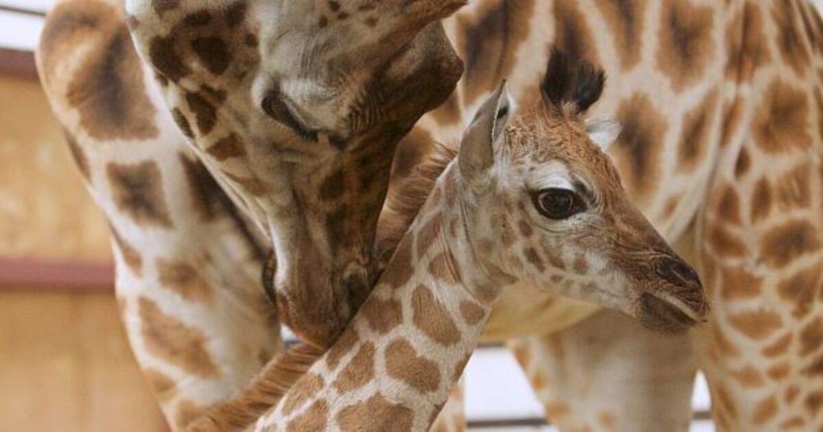 Baby giraffes at Fota need names, but only Irish ones