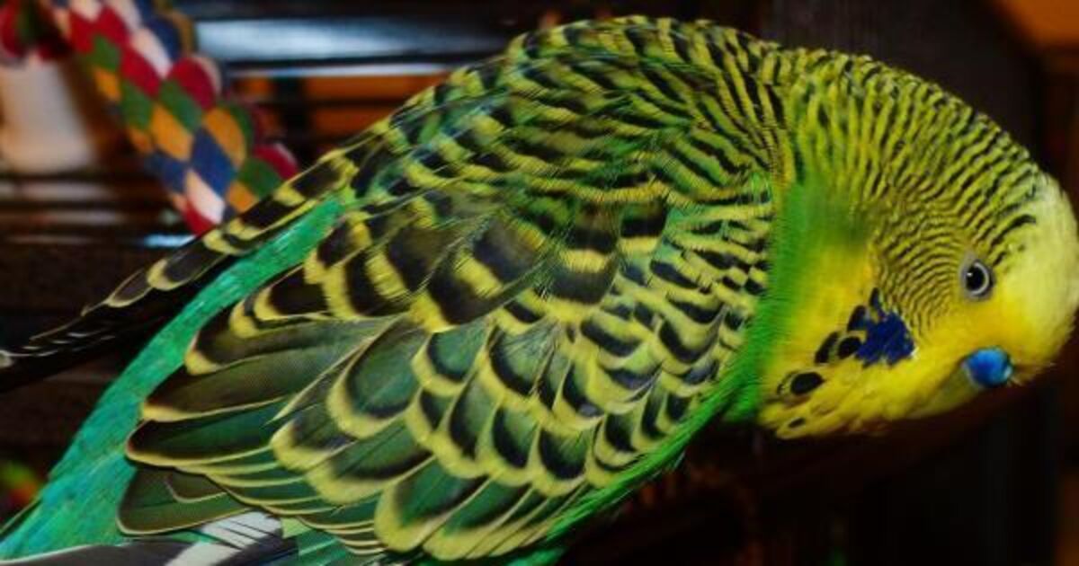 Disco the parakeet blows cover in 'I used to be a spy' confession