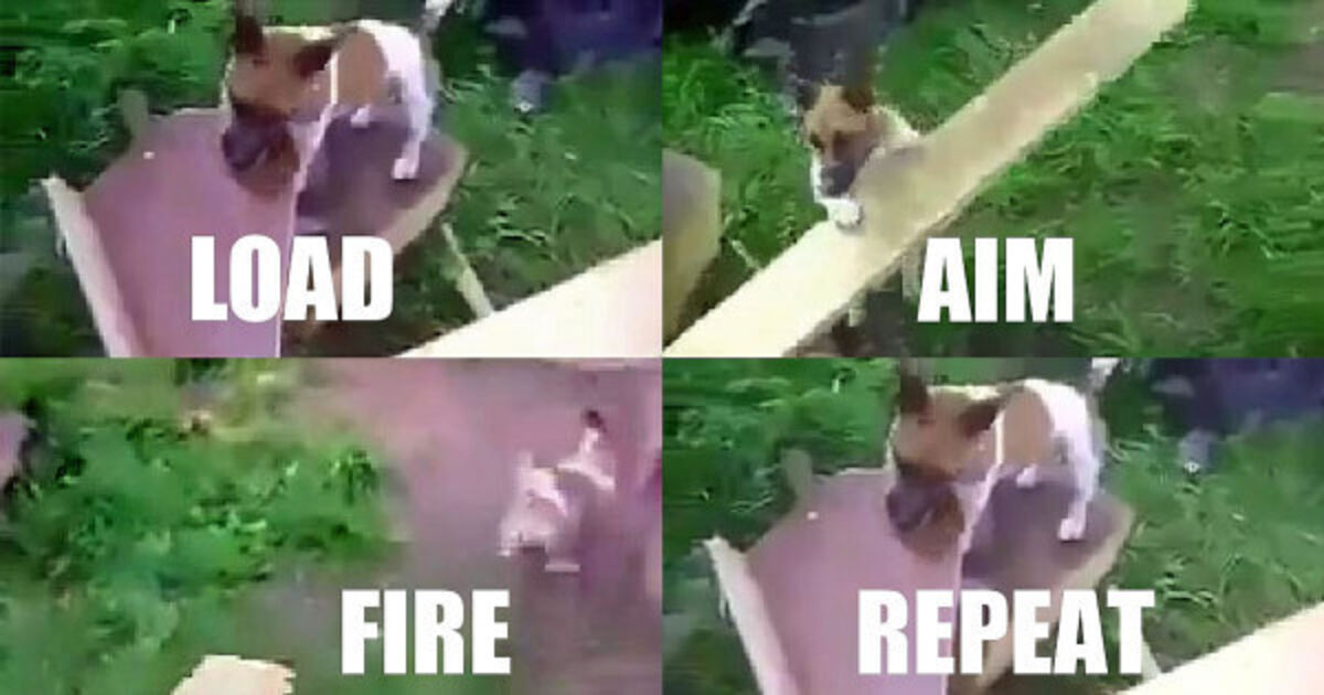 This dog catapult could be the greatest invention since the dog itself