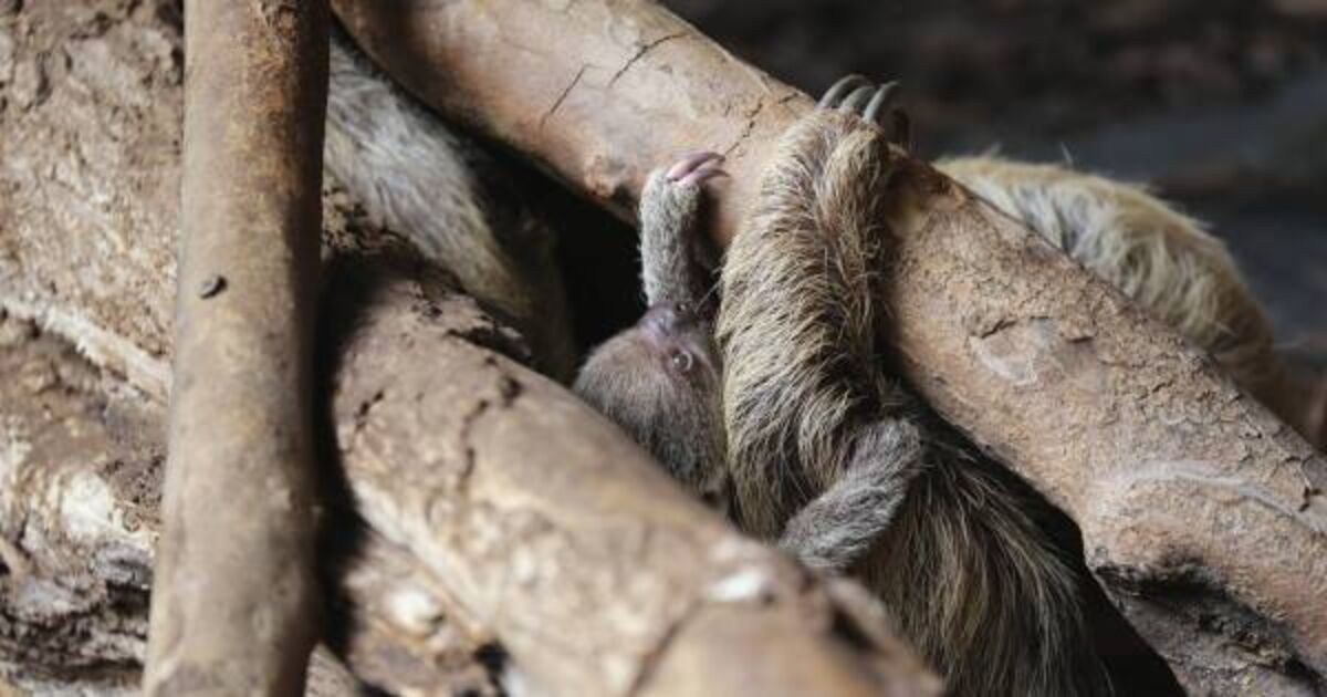 Quick loving sloths produce baby shock