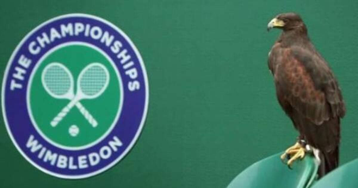 VIDEO: Rufus the hawk - terror of Wimbledon pigeons