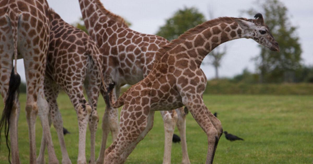 Two-month-old giraffe makes first appearance at Fota after broken leg