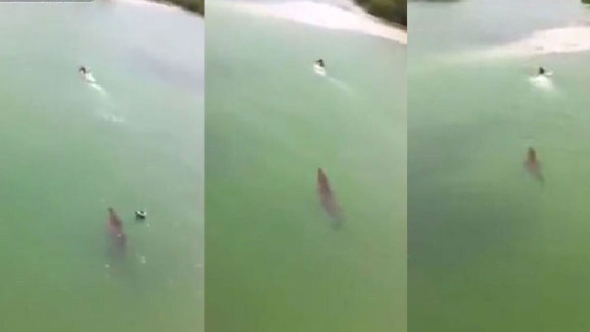 VIDEO: Terrifying footage of crocodile stalking unsuspecting swimmer