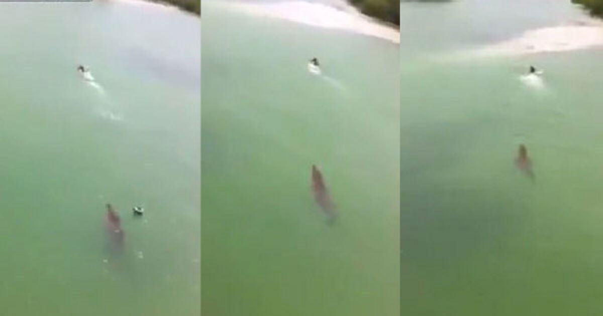 VIDEO: Terrifying footage of crocodile stalking unsuspecting swimmer