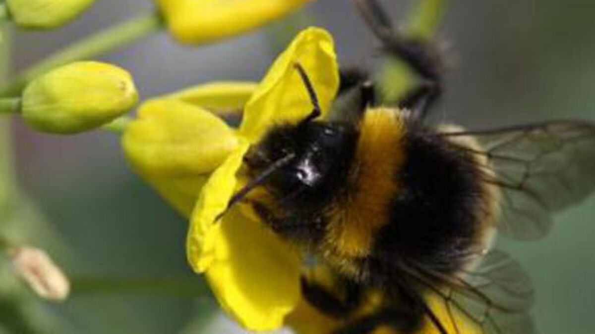 Fat bumblebees are invading our gardens! Kind of…