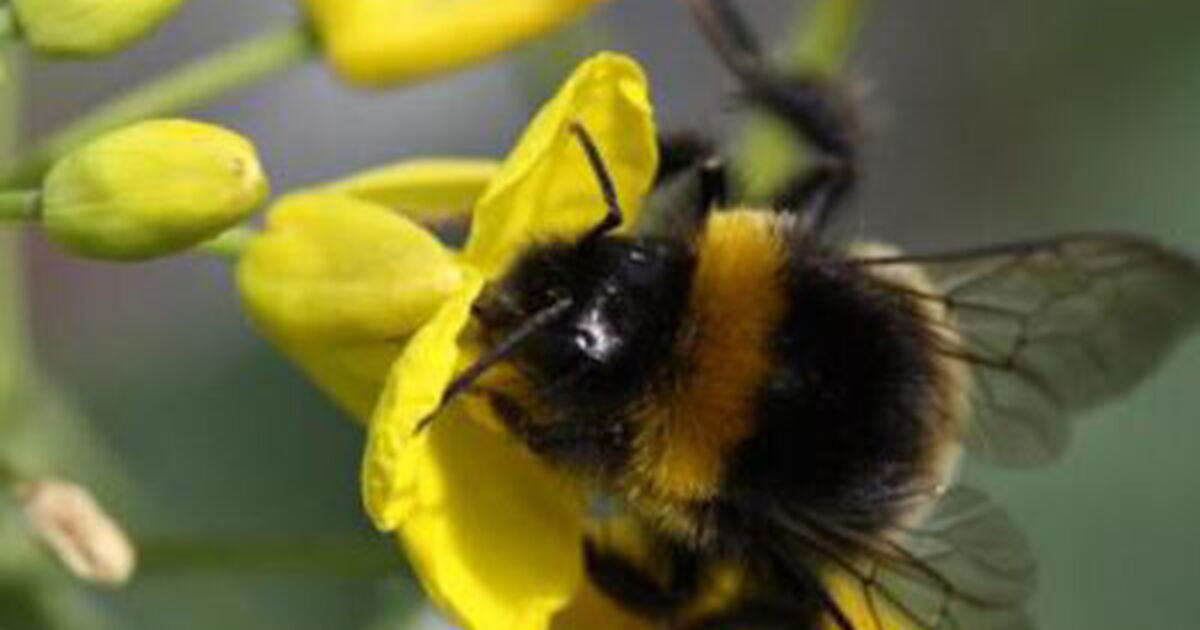 Fat bumblebees are invading our gardens! Kind of…