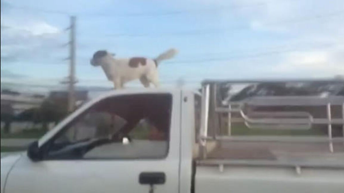 VIDEO: Extreme dog rides on top of owner's pick-up truck