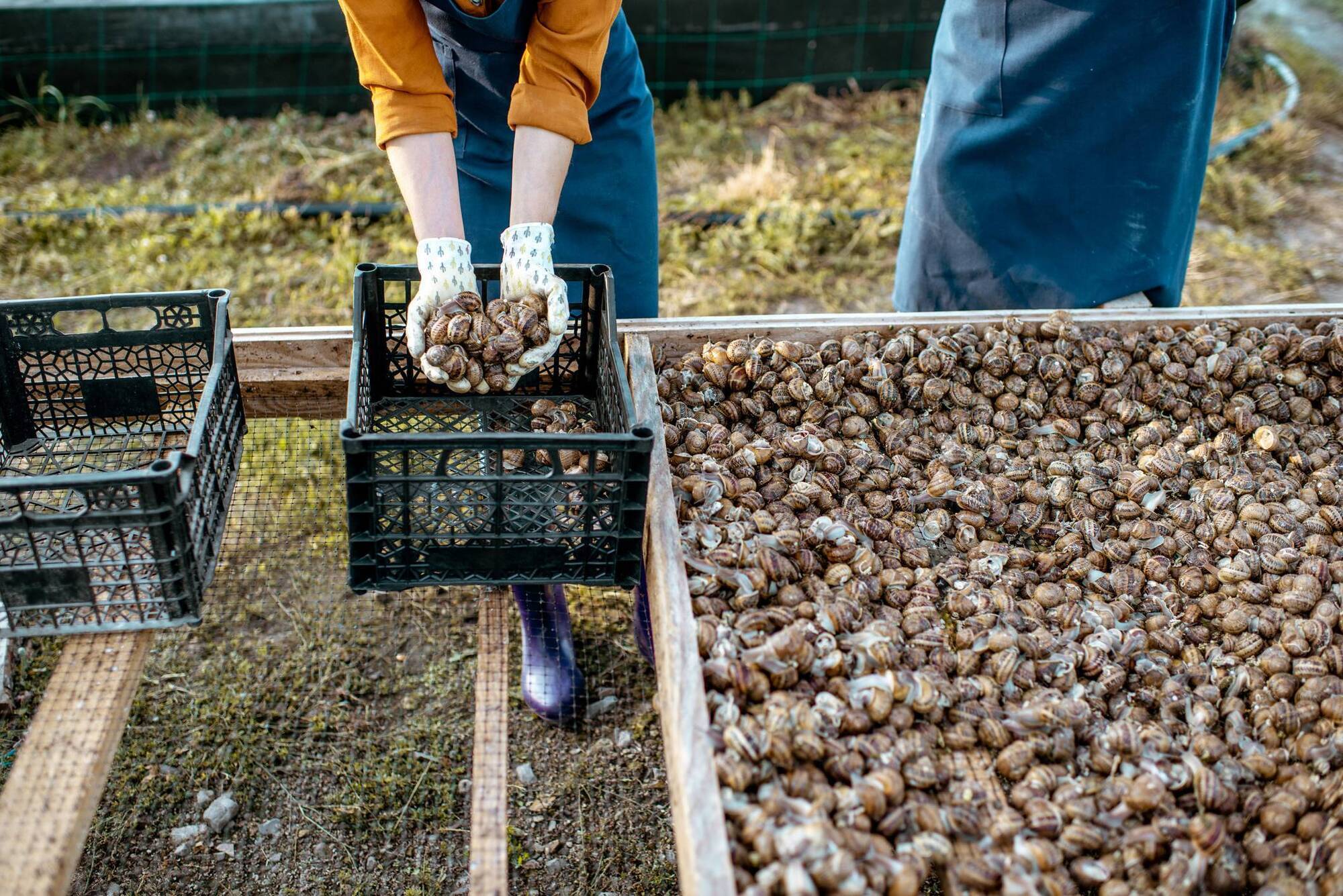Ireland's snail farmers want common sense guidelines