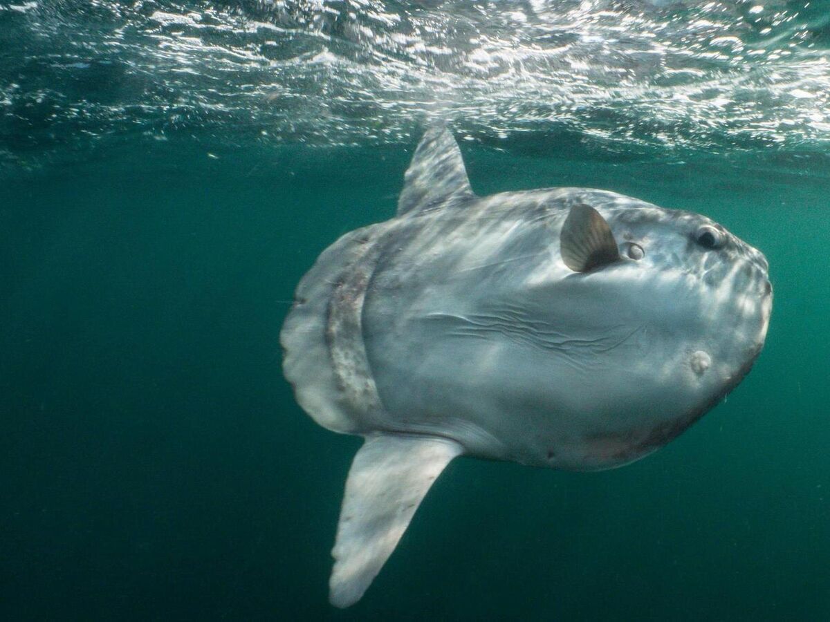 Giant Sunfish