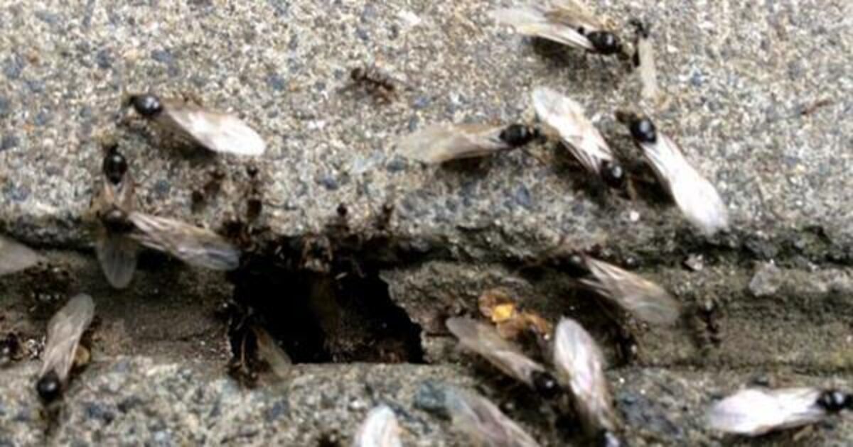 Flying ants swarmed Ireland last night and everyone freaked out