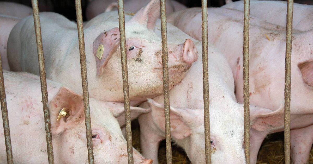 Pig crisis: Producers protest as losses reach €37/pig