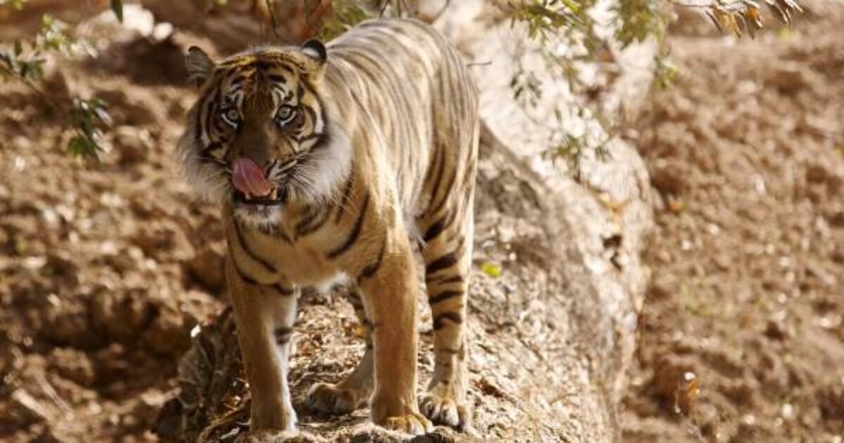 Cork's latest power couple get ready to bare their claws