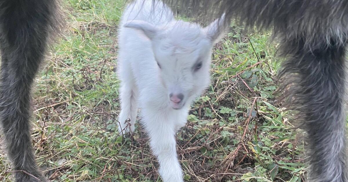 No kidding around as hillwalkers and farmer save Azzy the goat from ...