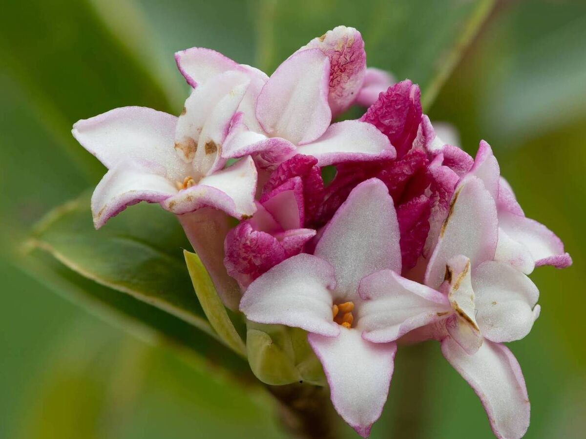 Daphne Flower