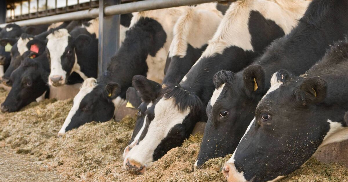 Identifying cows at risk of ketosis in early lactation