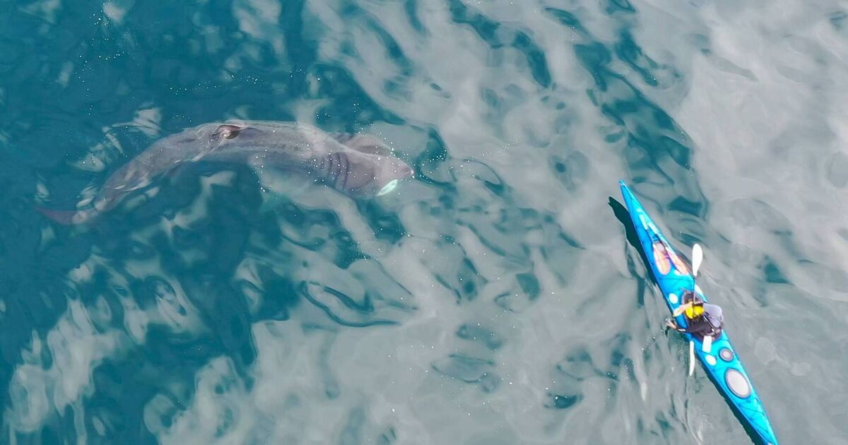 Basking sharks stay in Irish waters year-round, scientists discover