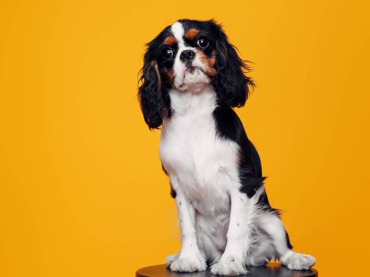 Are Inbred Dogs Illegal