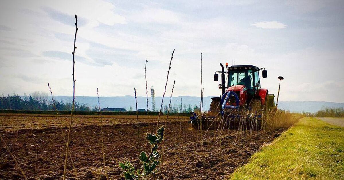 Tips for planting a hedge this month to maximise biodiversity