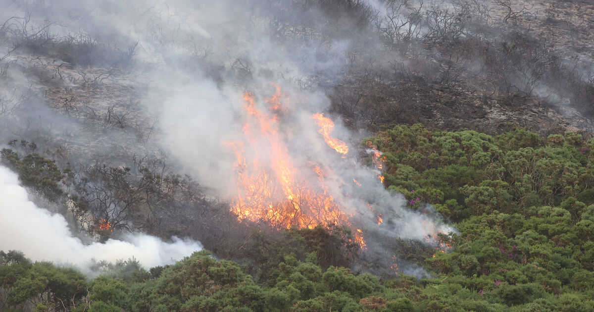 Donal Hickey: The havoc of burning Ireland's hillsides