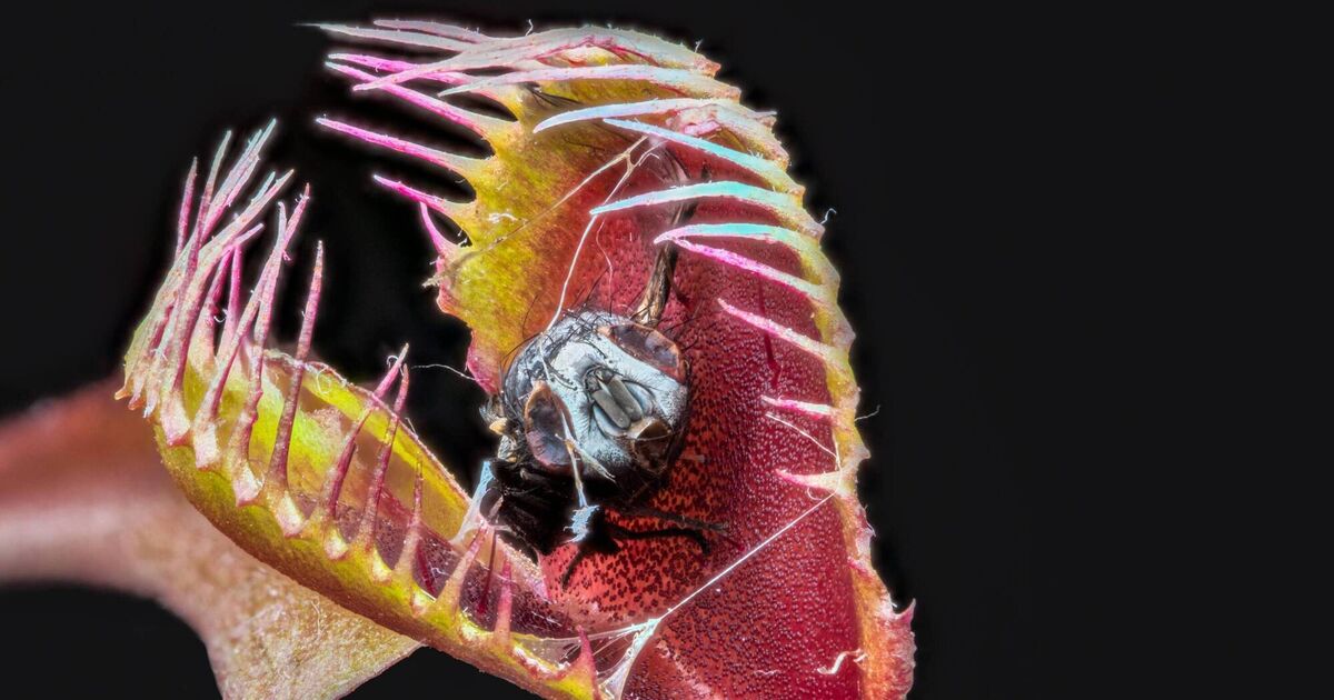 Nine weird and wonderful plants to add interest to your home
