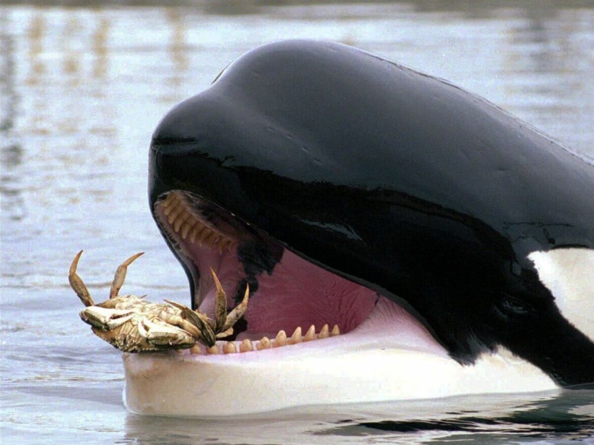 Free Willy The Whale