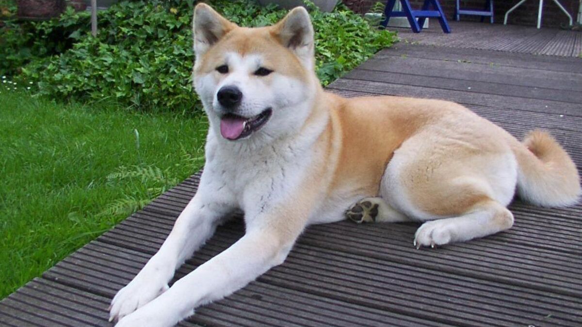 Are Akitas Right Breed For You