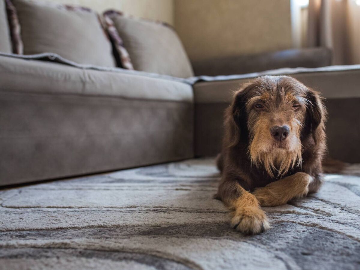 What Do Dog Bruises Look Like