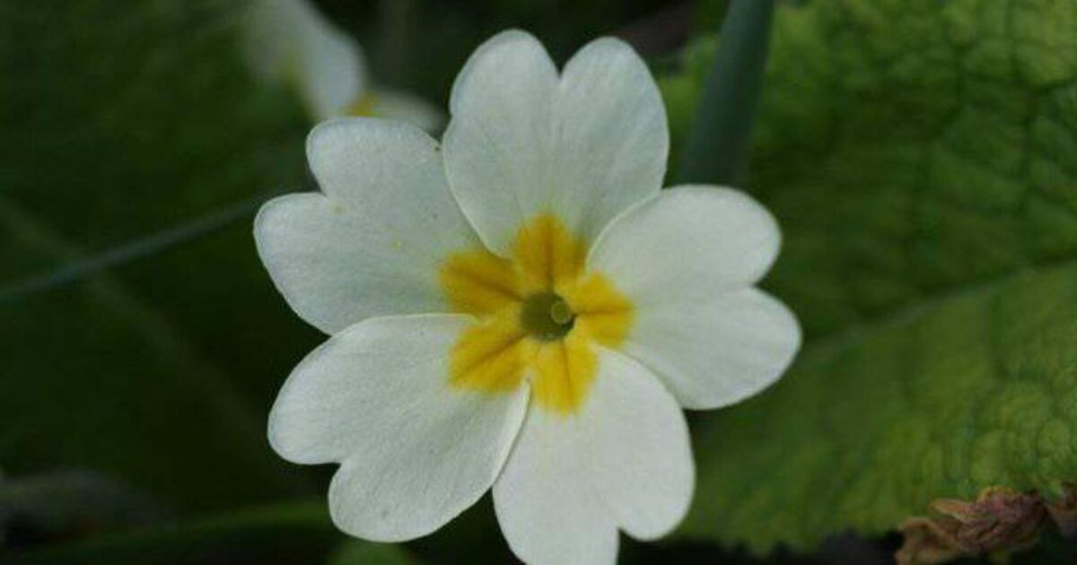 How to identify wildflowers and why you should record your findings ...