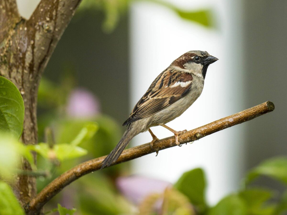 Richard Collins: We often take the humble house sparrow for granted
