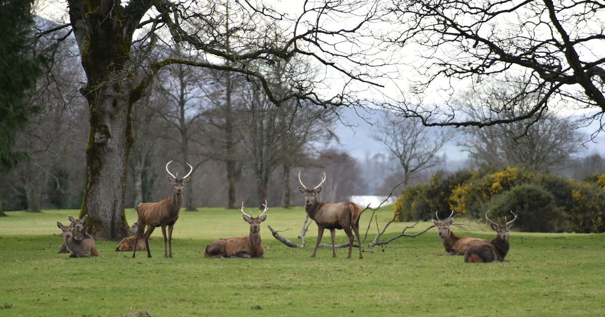 Deer forum needed ‘as a matter of urgency’