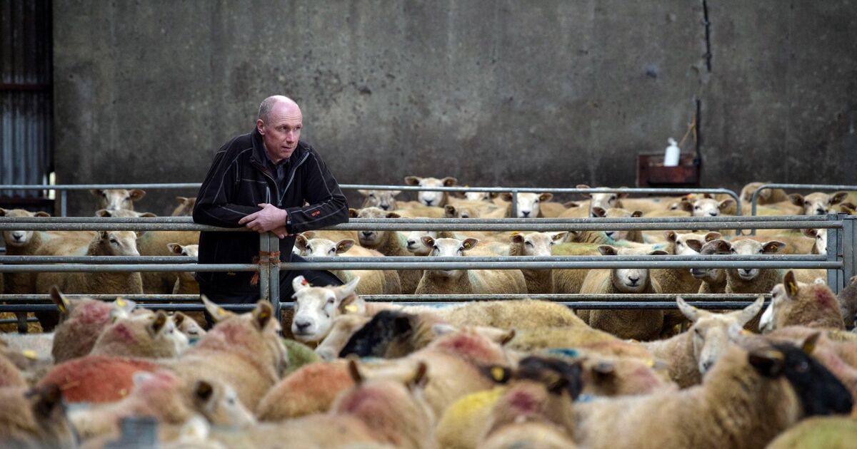 How making better use of grass on this Kerry farm is helping the ...