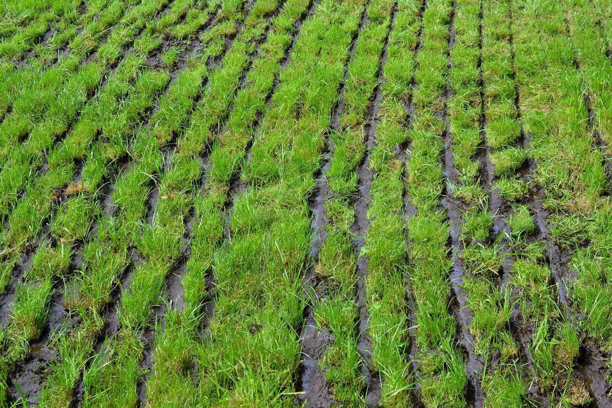 Ireland's new Nitrates Directive ramps up rules for spreading