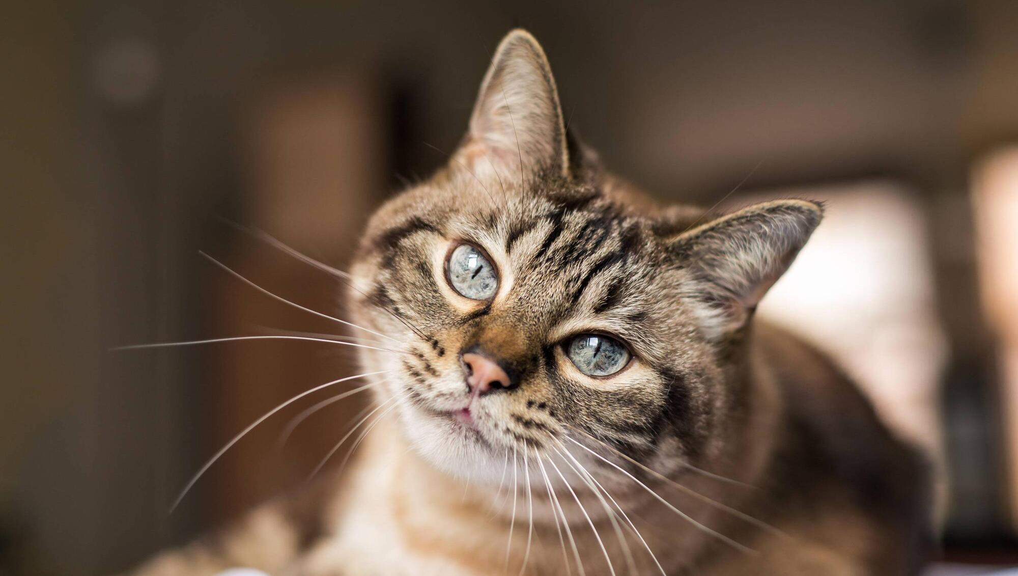 Pete the Vet: Wonderful whiskers are animals' sixth sense
