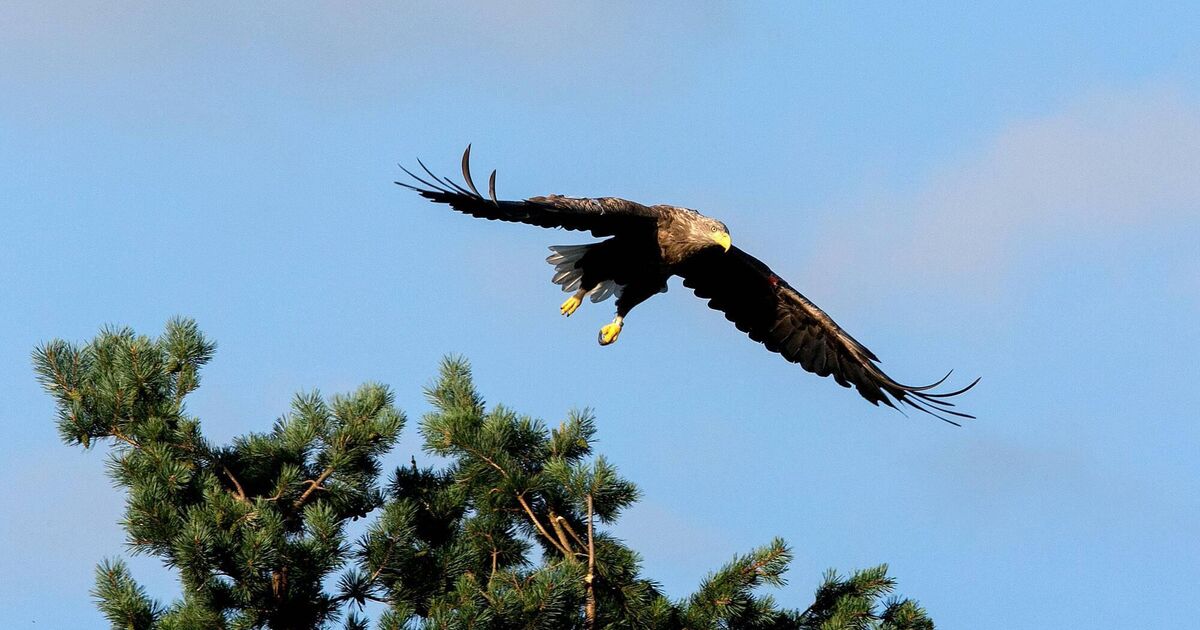 Anja Murray: Breeding season begins for Ireland's majestic white-tailed ...