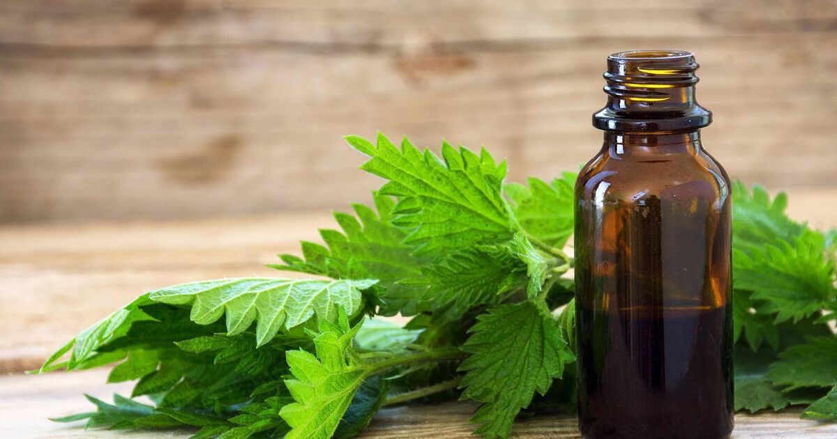 Natural health: Can nettles help to ease hay fever symptoms?