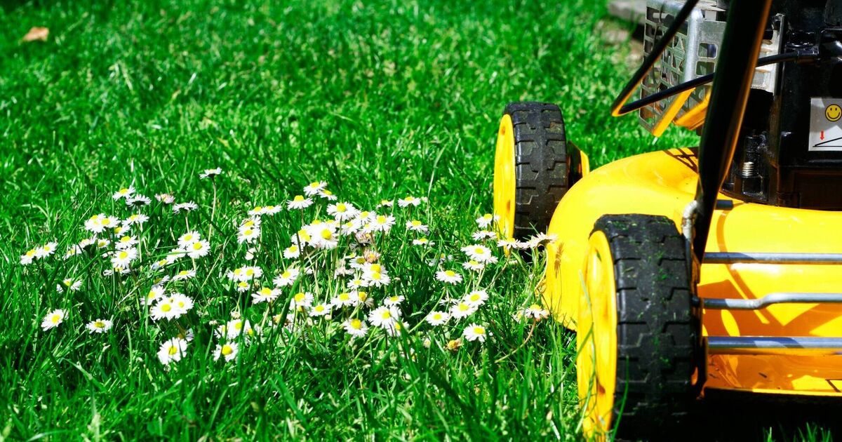 Anja Murray: Each well-kept lawn is its own little war on nature