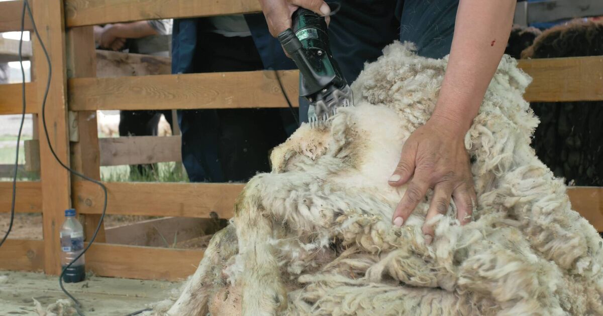 Wool research ‘critical’ for ensuring sheep farmers’ viability