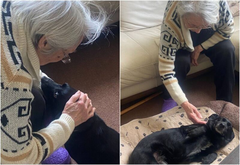 Watch: Ukrainian grandmother and her 'best friend' Tasha reunited in Clare