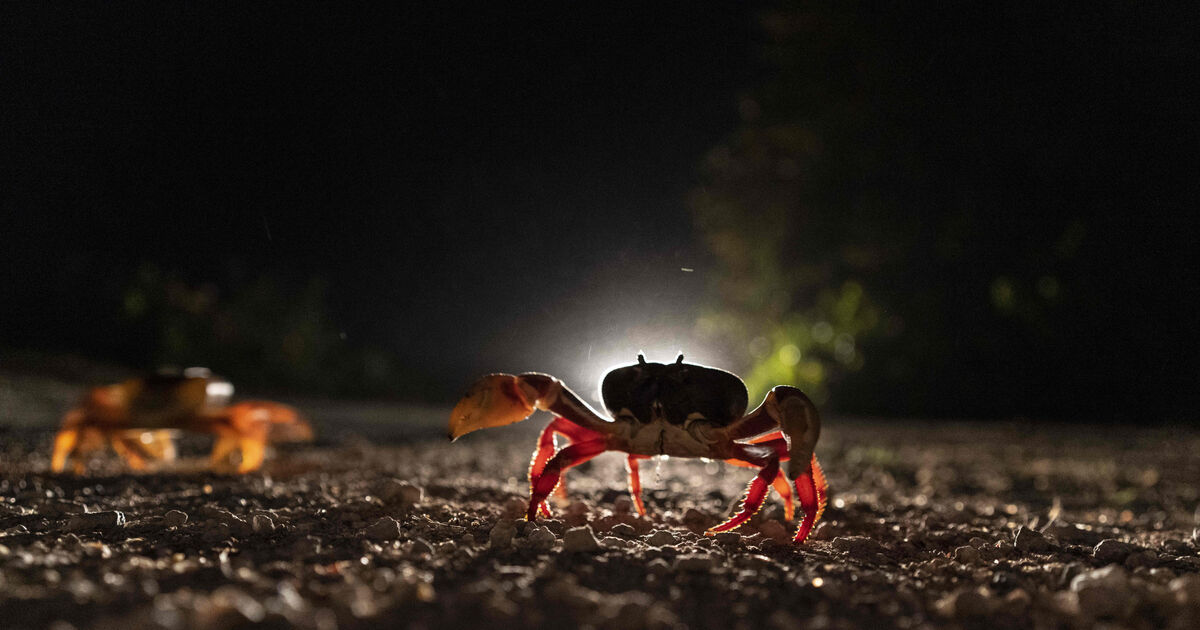 Cuban crabs embark on perilous migration to Bay of Pigs