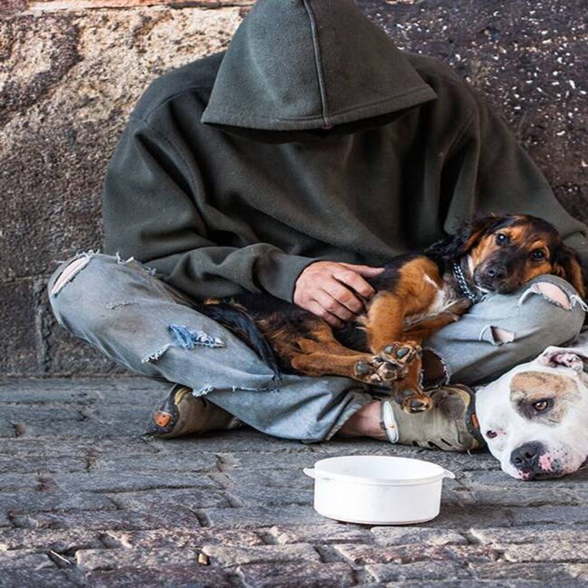 How Many Dogs Are Homeless In Australia