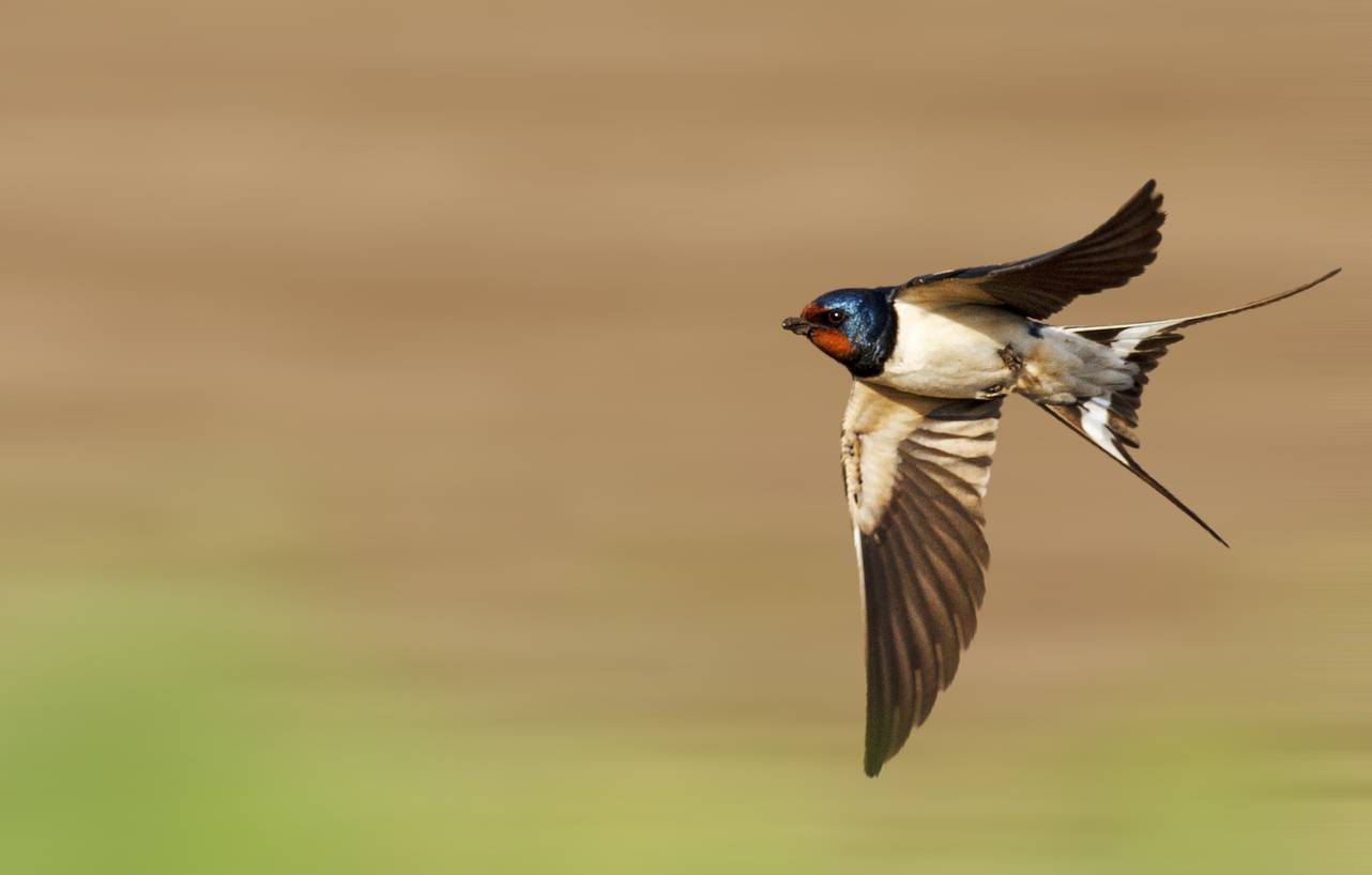 Pure Truth: A swallow doesn't make a summer in Co Clare