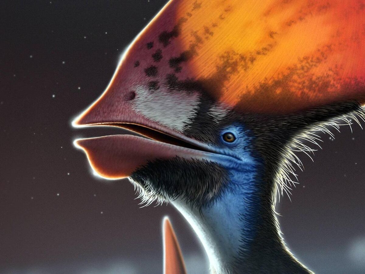 Flying Dinosaurs With Feathers