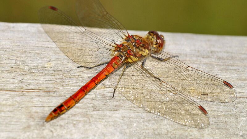 Juanita Browne: Learn how to identify our amazing Irish dragonflies and ...