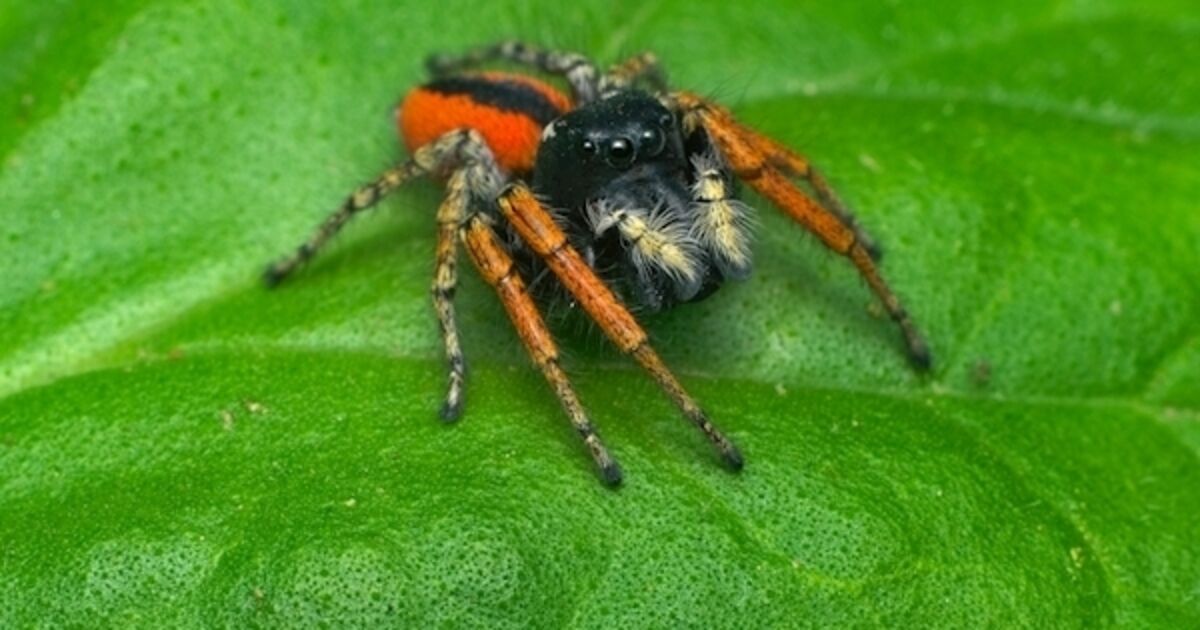 Jumping spider sighting in Dublin believed to be first in Ireland