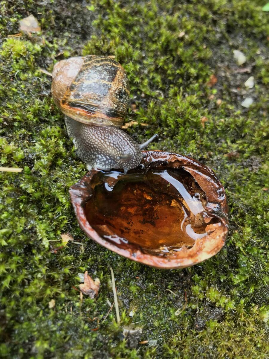 Damien Enright: Basking sharks are back to delight tourists and locals ...