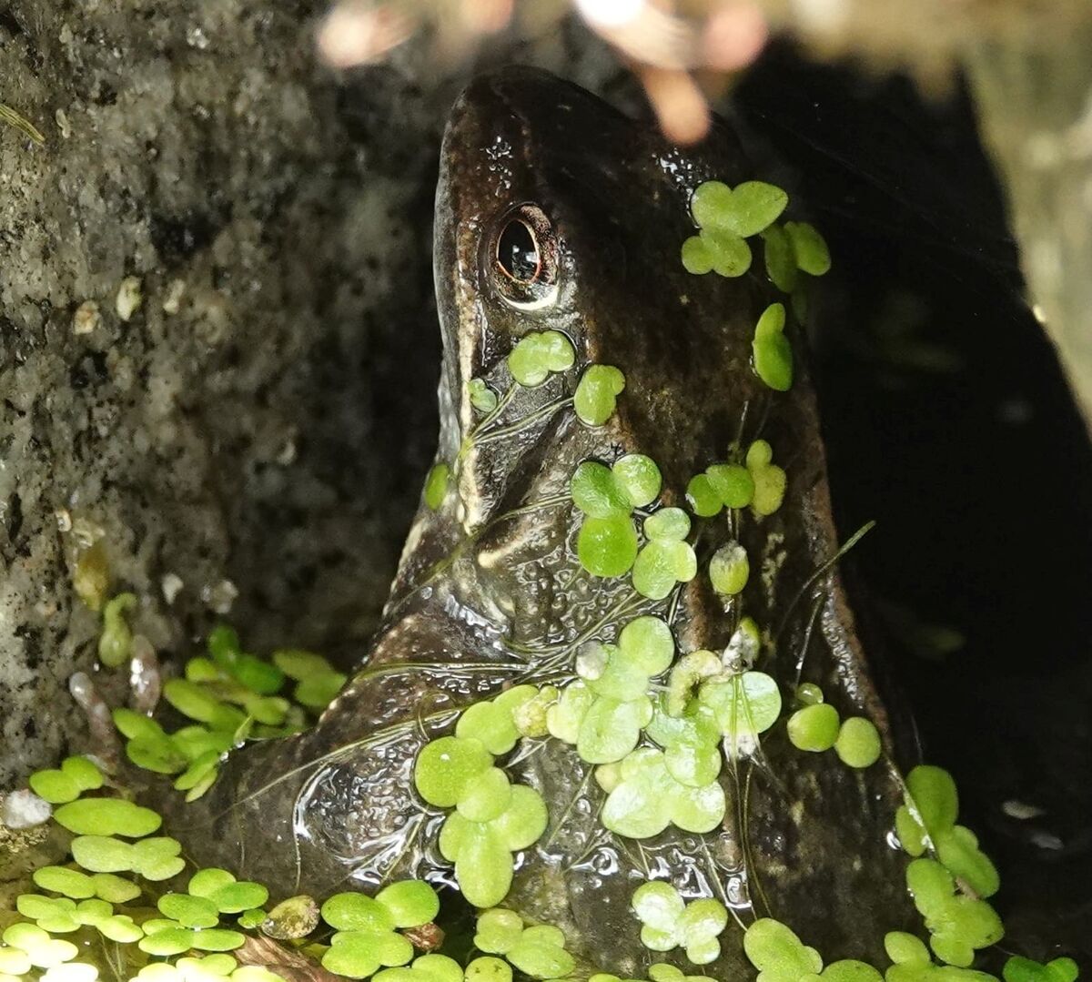 How to build a miniature wildlife pond to suit any garden