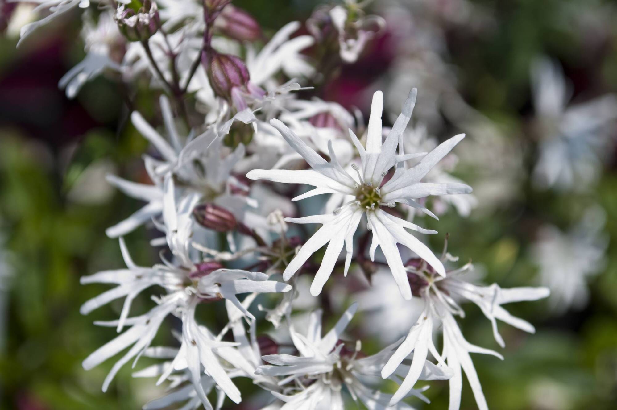 Peter Dowdall: How to care for lychnis or ragged robin
