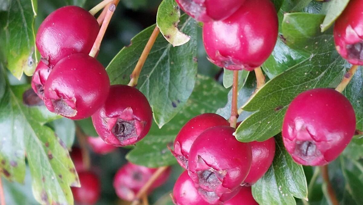 Farm Biodiversity Report: Focus on Hedgerows