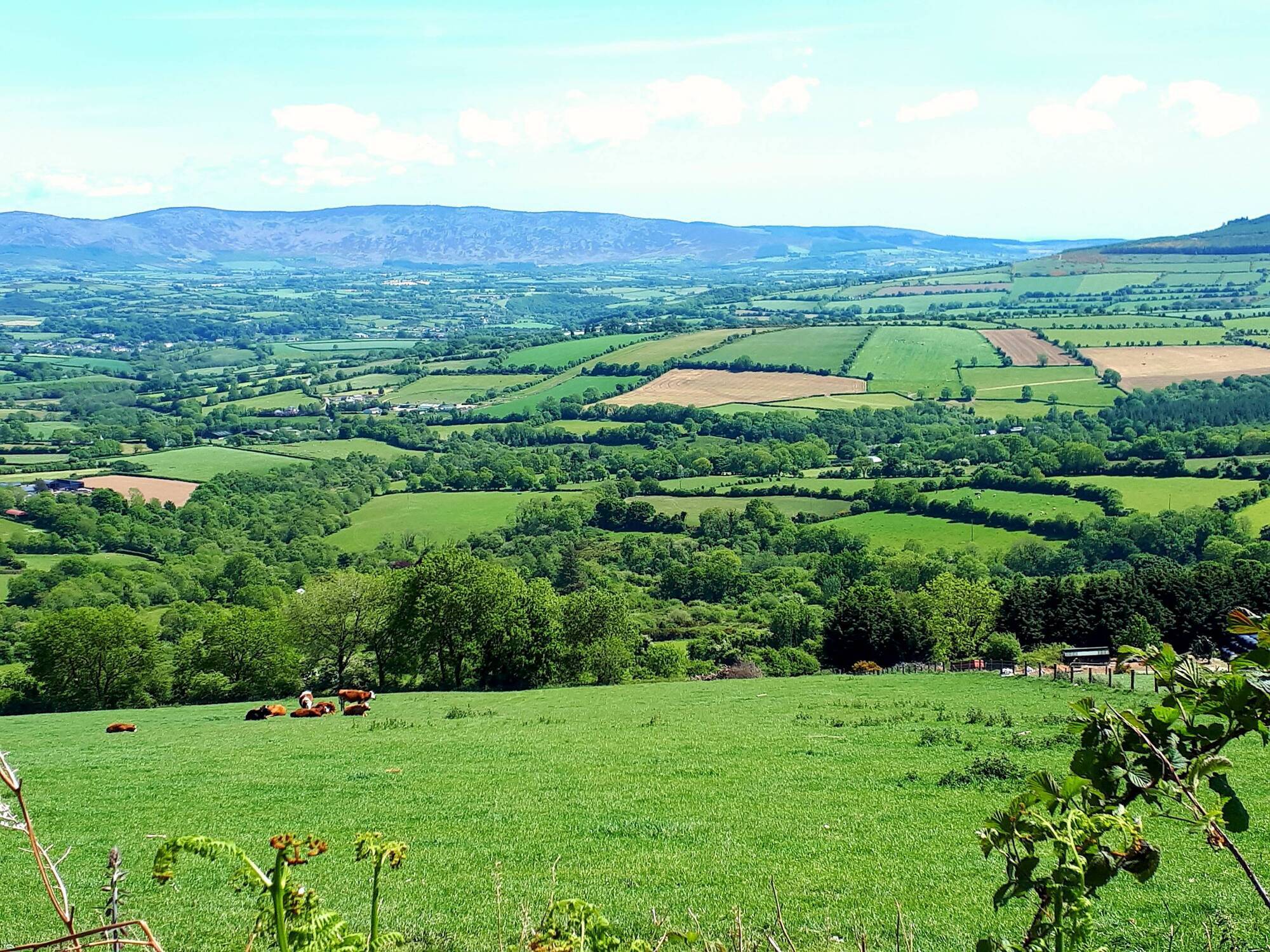 Farm Biodiversity Report: Focus on Hedgerows