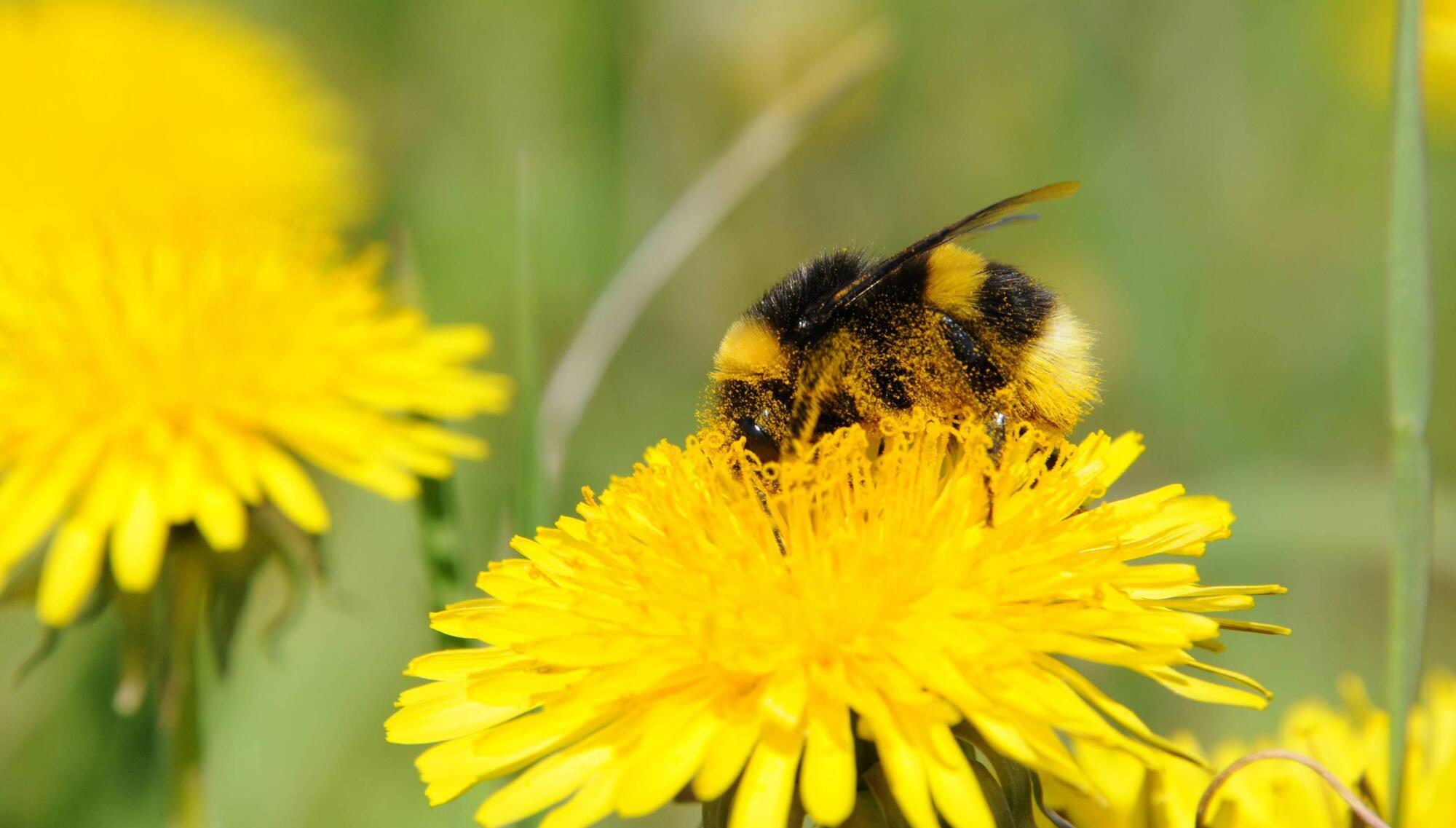 Why Ireland's pollinators are important to farming